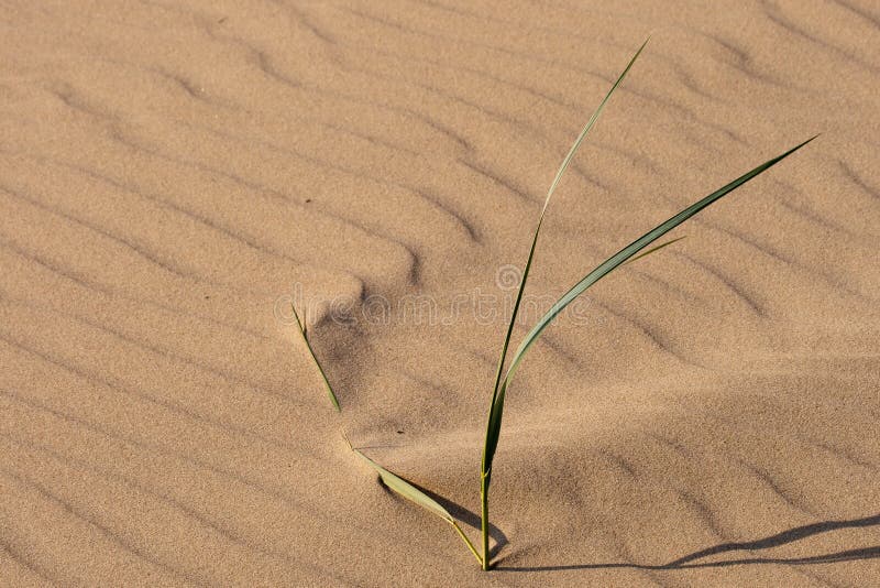 Beach sand stock image. Image of texture, sunlight, summer - 19481113