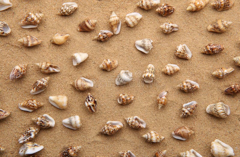 Beach Sand Background with Tiny Sea Shells. Stock Photo - Image of ...