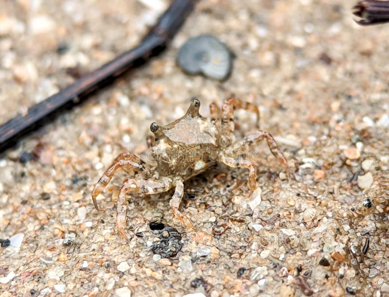 Beach sand crab stock photo. Image of wildlife, animal - 368502944