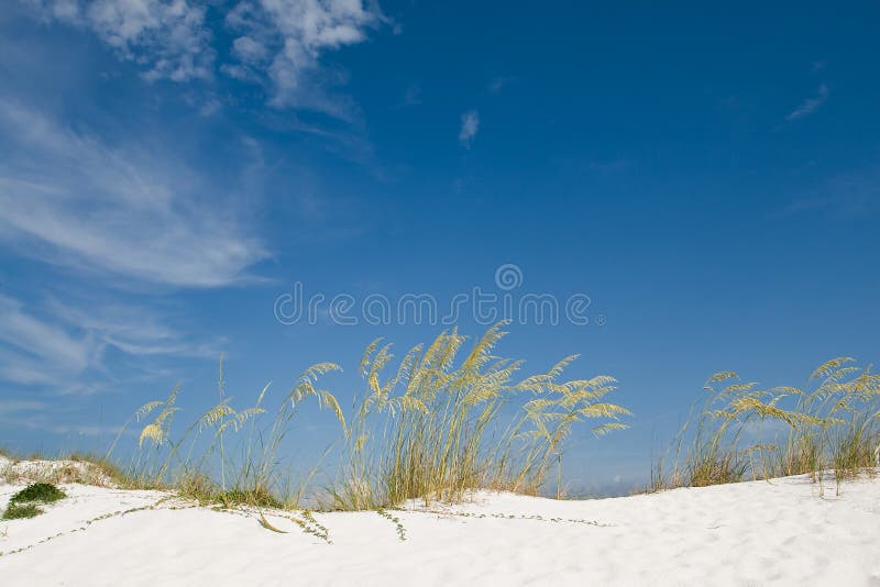 Beach Sand Dune with Grasses and Cane Stock Photo - Image of resort ...