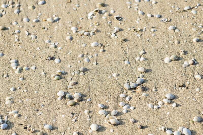 Beach sand full of shells stock photo. Image of pebbles - 148599236