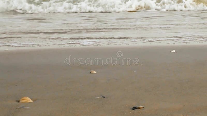Beach Sand with Ocean Waves Gently Rolling Toward Sea Shells on Shore ...