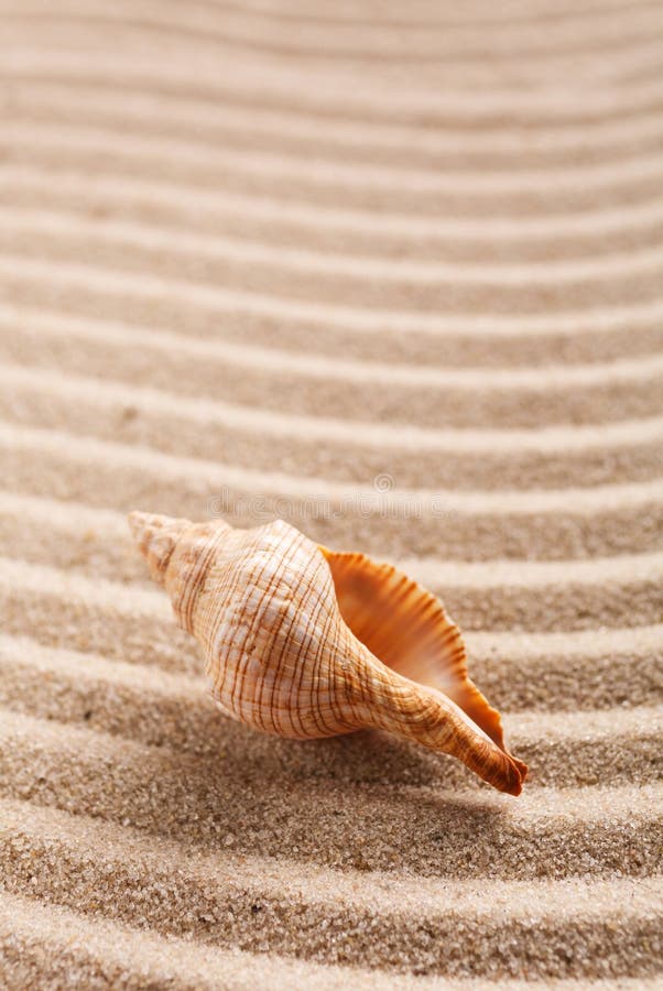 Beach Sand and One Large Seashell. Place for Text Stock Image - Image ...