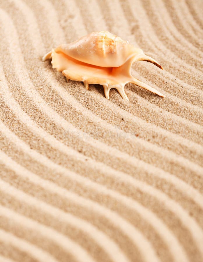 Beach Sand and One Large Seashell. Place for Text. Stock Photo - Image ...