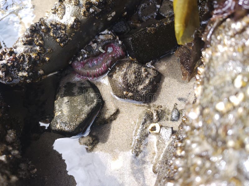 Beach sand ro stock image. Image of rocks, natural, sand - 291076249