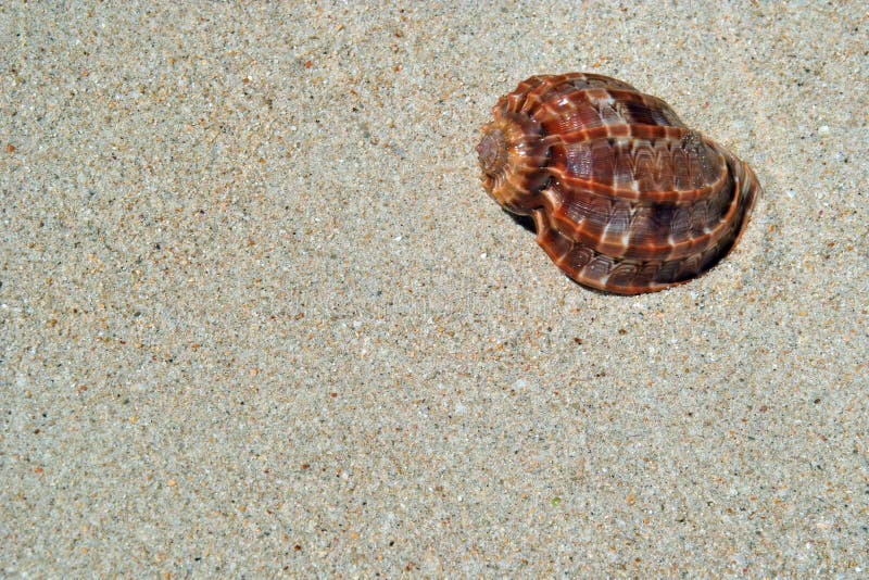 Beach sand, sea shell. stock photo. Image of beach, tropical - 5324794