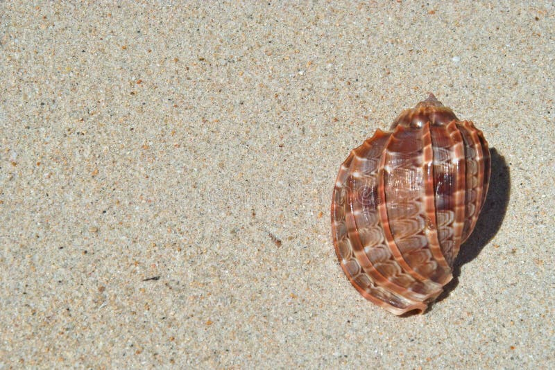 Beach Sand, Sea Shell Close-up Picture. Image: 5324934