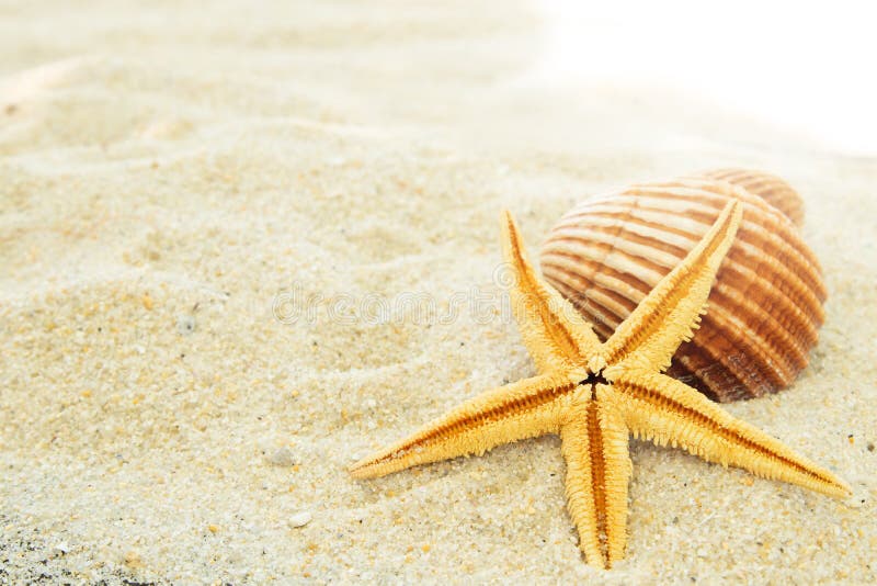Beach sand with seashells stock photo. Image of vacation - 191559432