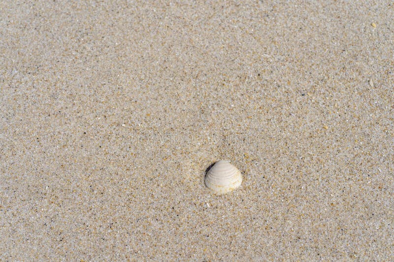 Beach sand and shell stock photo. Image of ocean, desert - 277729516
