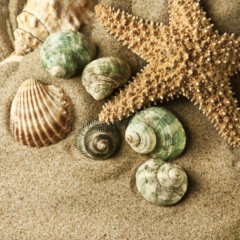 Beach Sand, Shell and Starfish Stock Photo - Image of desert, health ...