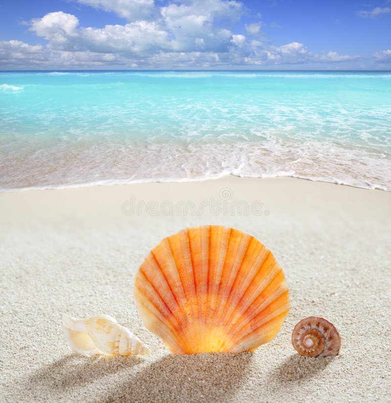 Beach Sand Shell Tropical Perfect Summer Vacation Stock Image - Image ...