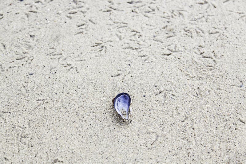 Beach sand with shells stock photo. Image of shell, beach - 77287746