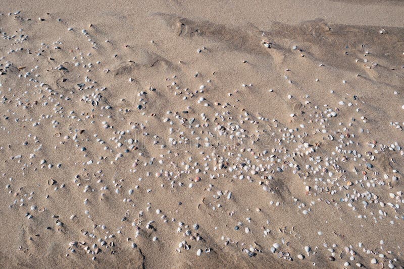 Beach Sand Shells Ocean Texture Pattern Desert Stock Image - Image of ...