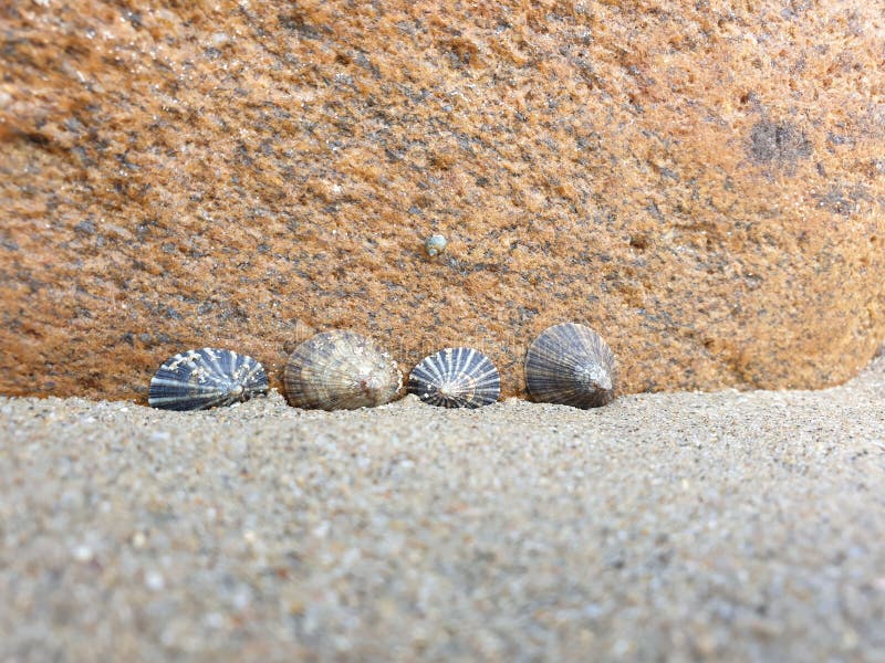 At the beach stock photo. Image of holiday, shells, rocks - 147812870