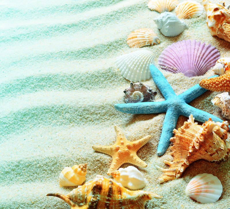 Beach Sand with Shells and Starfish Stock Photo - Image of seashore ...