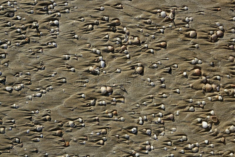 Beach Sand Texture with Shells Stock Image - Image of golden ...