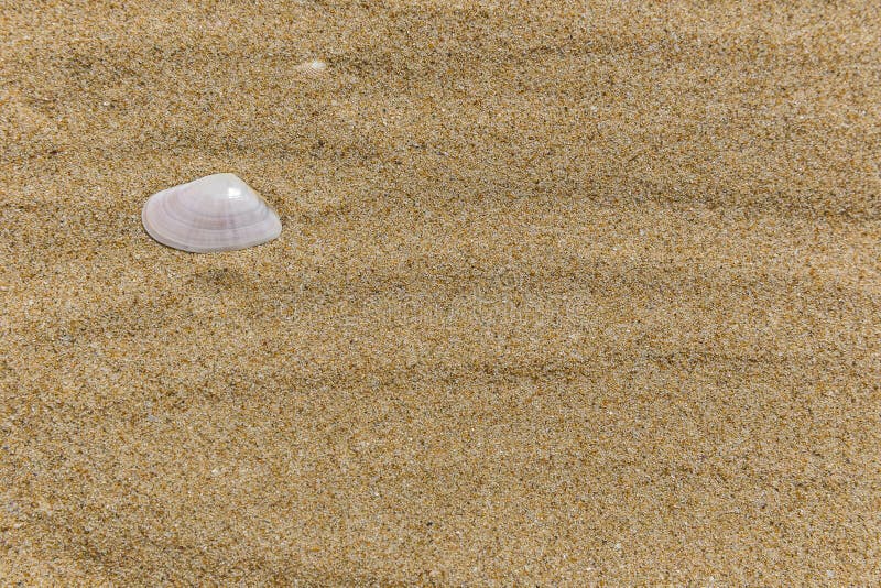Beach sand and white shell stock photo. Image of beaches - 59676282