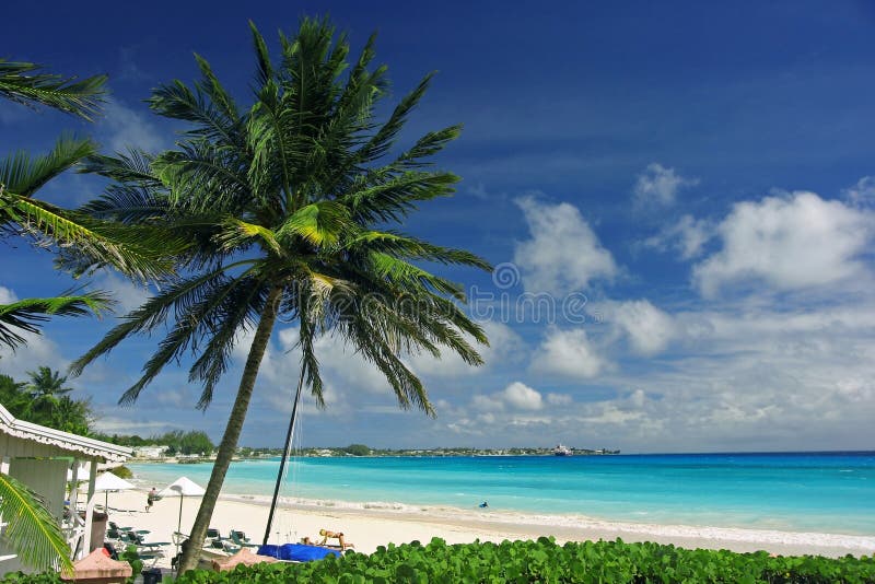 A beach scene stock photo. Image of isolated, vegetation - 1169862