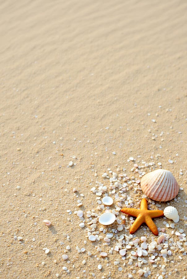 Beach Scene Featuring a Starfish and Seashell on Tan Sand with a Few ...