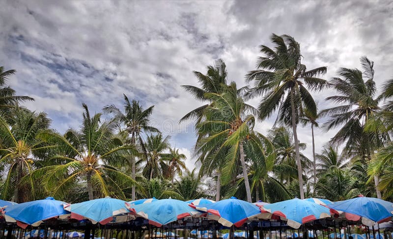 Beach Scenery with Coconut Trees on the Background Stock Photo - Image ...
