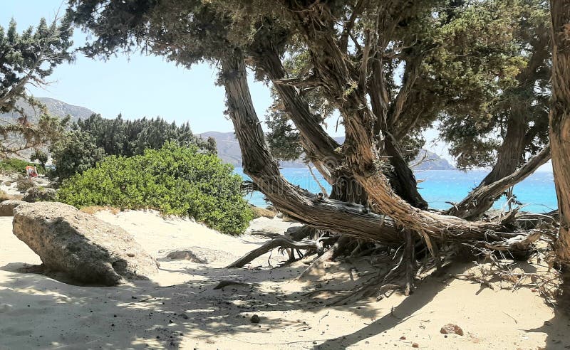 Beach Scenery in Crete Island Stock Photo - Image of bush, green: 328671490