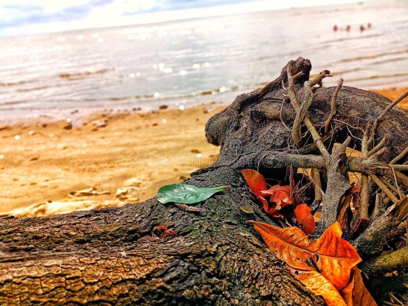 Beach Scenery, Death Leaves on the Log Stock Image - Image of scenery ...