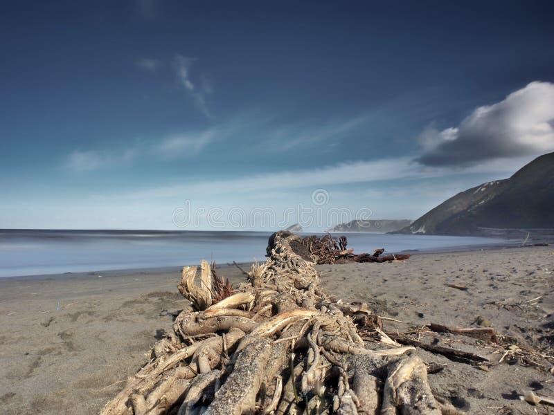 Trunks on the beach, stock photo. Image of water, coast - 139122396
