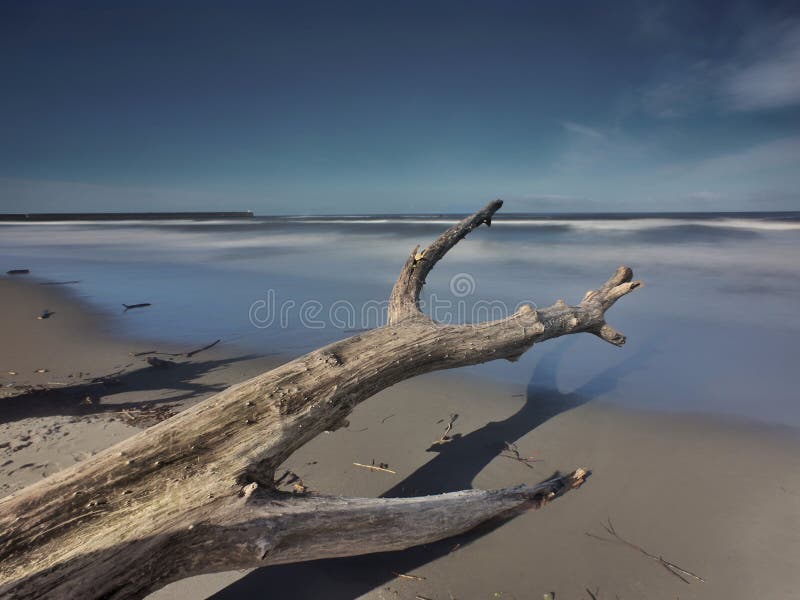 Trunks on the beach stock photo. Image of beach, clouds - 139122338