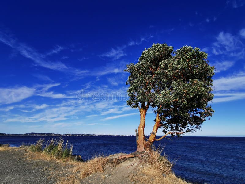 Beach of Sea with Growing Tree Stock Photo - Image of tropical, tree ...