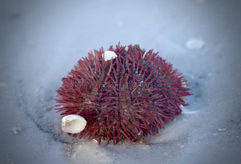 Sea Anemone stock image. Image of life, ocean, anemone - 243751749