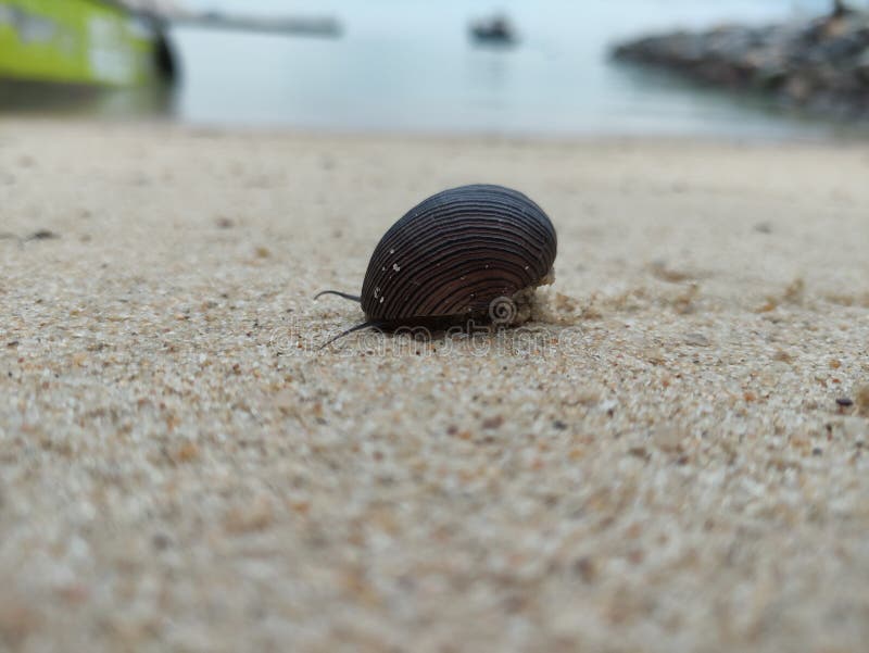 Beach and sea life stock photo. Image of invertebrate - 201301680