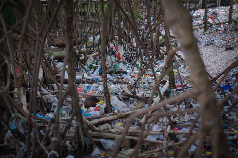 Beach Sea Mangrove Forest Root with Plastic Polution Trash and Another ...
