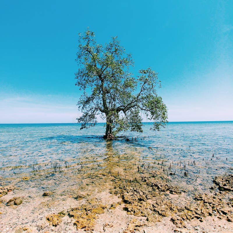 Tree on the water stock image. Image of mangrove, beach - 118630663