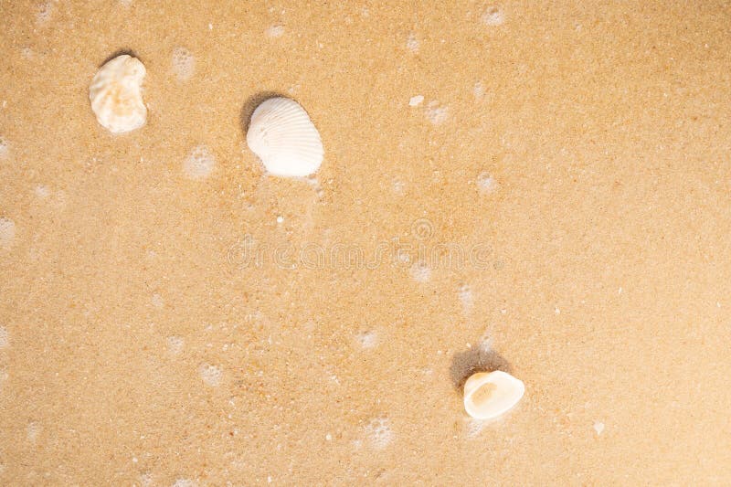Beach with Sea Shell and Wave Foam.bubble Wave Swashing Under the ...