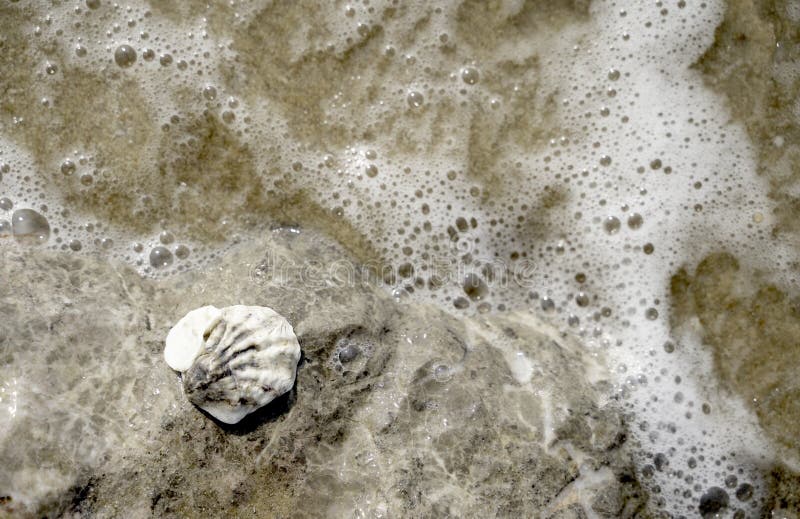 Beach with Sea Shell and Wave Foam.bubble Wave Swashing Under the ...