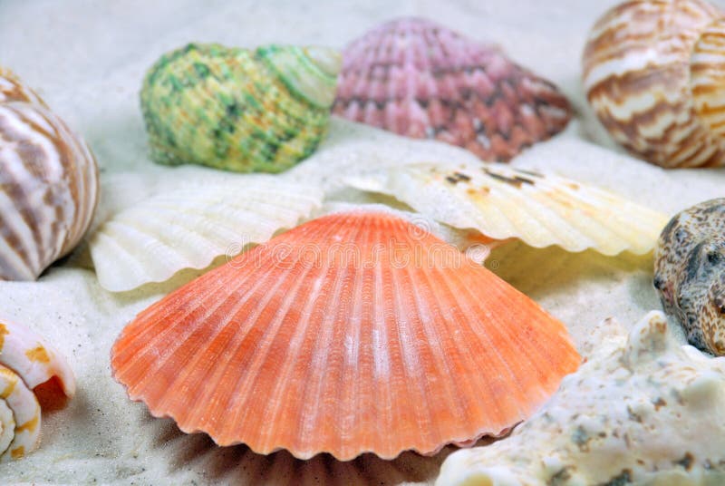Beach sea shells stock image. Image of tropical, tropics - 5528681