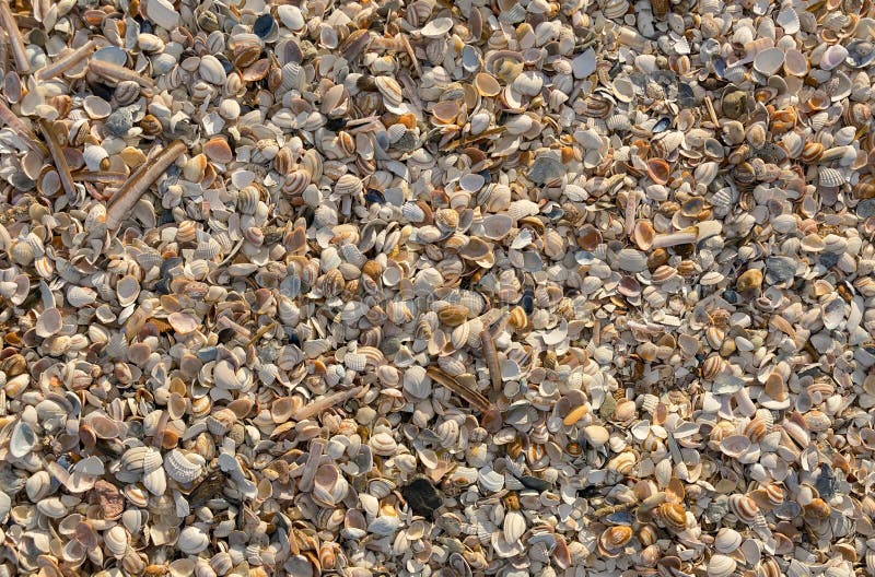 Beach Sea Shells Panorama Close Up on Summer Sand Stock Image - Image ...