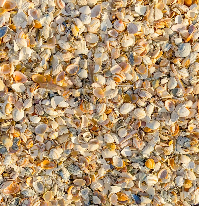 Beach Sea Shells Panorama Close Up on Summer Sand Stock Image - Image ...