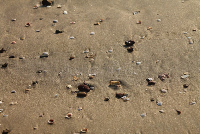 Beach stock photo. Image of water, shells, beach, aquaticlife - 145220012