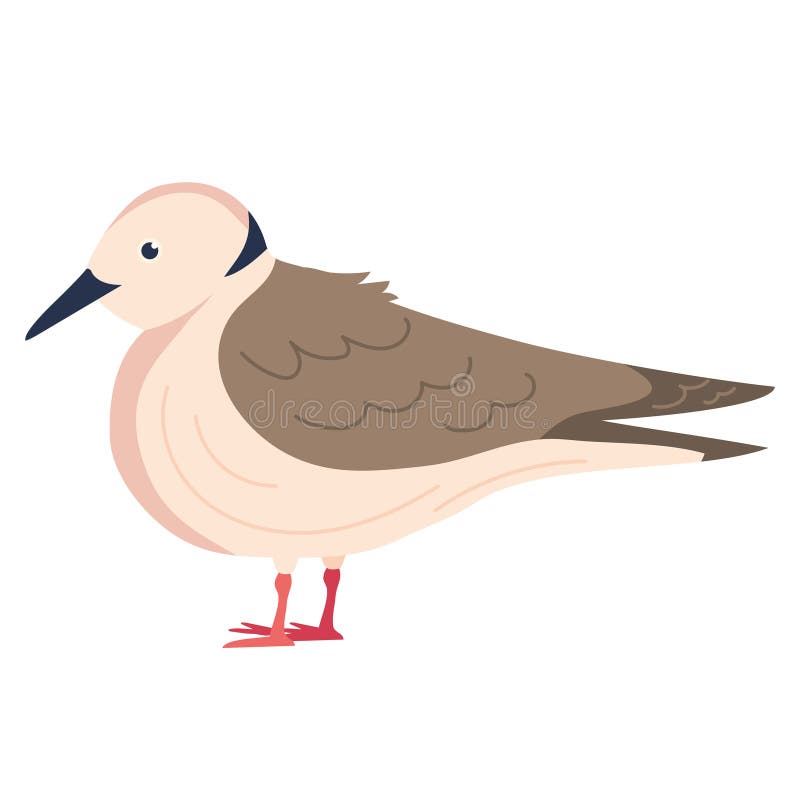 Beach seagull bird stock vector. Illustration of waterbird - 329964247