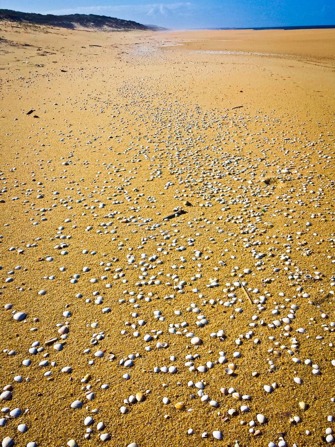 Beach Seascape with Shells, Portugal Stock Image - Image of nature ...