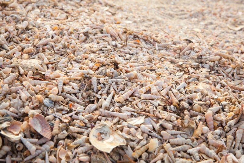 Beach of seashells stock photo. Image of beautiful, backdrop - 151701376