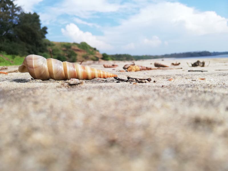 Beach seashells stock photo. Image of india, ambolgad - 130679854