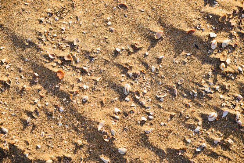 Realistic Sea Shells on a Beach. Texture Concept Stock Photo - Image of ...