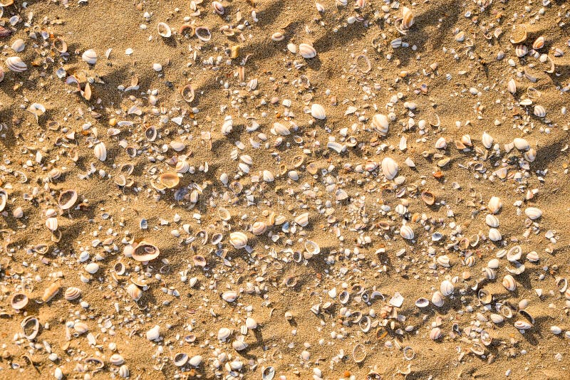 Realistic Sea Shells on a Beach. Texture Concept Stock Image - Image of ...