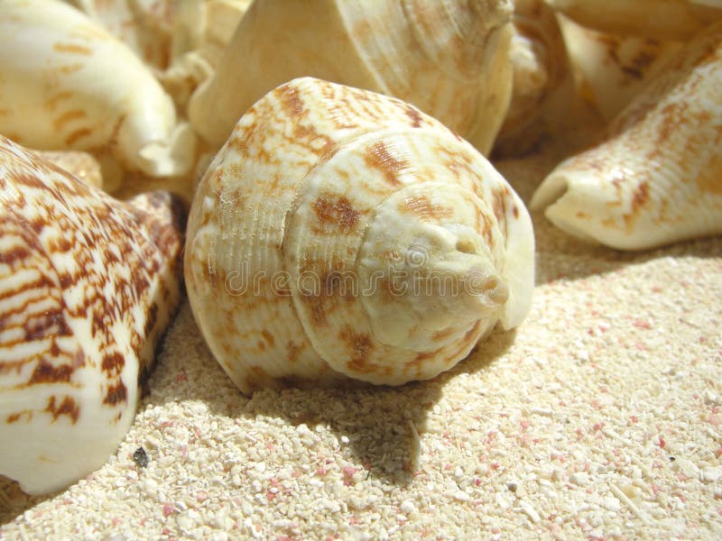 Beach shell stock image. Image of sandy, summer, shells - 2364833