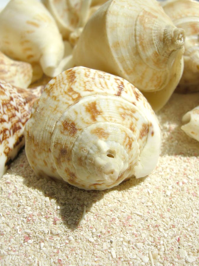 Beach shell stock image. Image of tropics, sandy, shell - 2364837