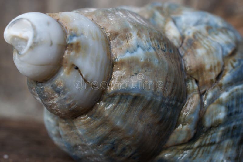 Beach Shell Close-up editorial stock photo. Image of still - 67559263
