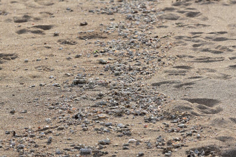 The beach stock photo. Image of tropical, insects, life - 84933398