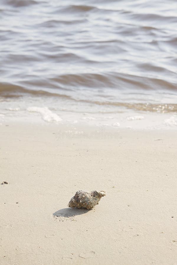 Beach shell crab stock image. Image of seaside, shore - 42118265